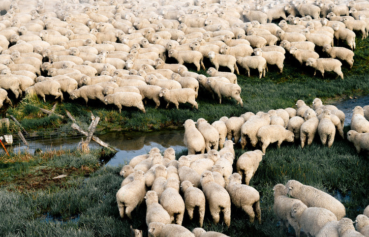 Duckworth Merino Wool | Made in USA Clothing