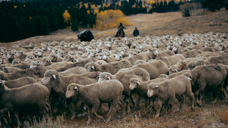 Merino Wool 101: What is Merino Wool? | Duckworth